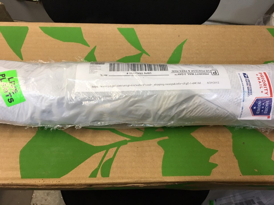 10 white pine sapling trees 12 inch evergreen seedling transplants #GLD ...