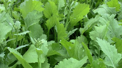 400+ Broccoli Raab Seeds | Early Spring Rapini | Rabe | rapa | broccoli ...