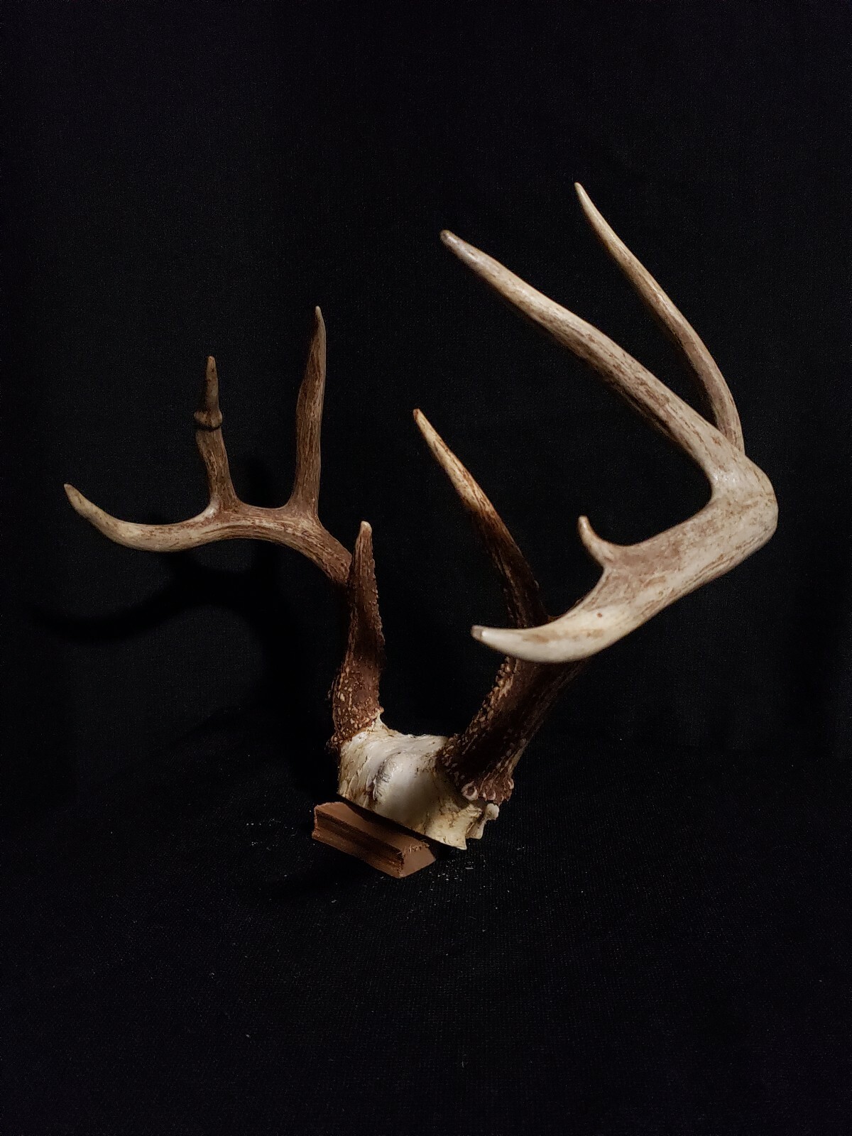 Huge Whitetail Deer Antlers 120 Inch 9 Point Buck! Taxidermy decor ...
