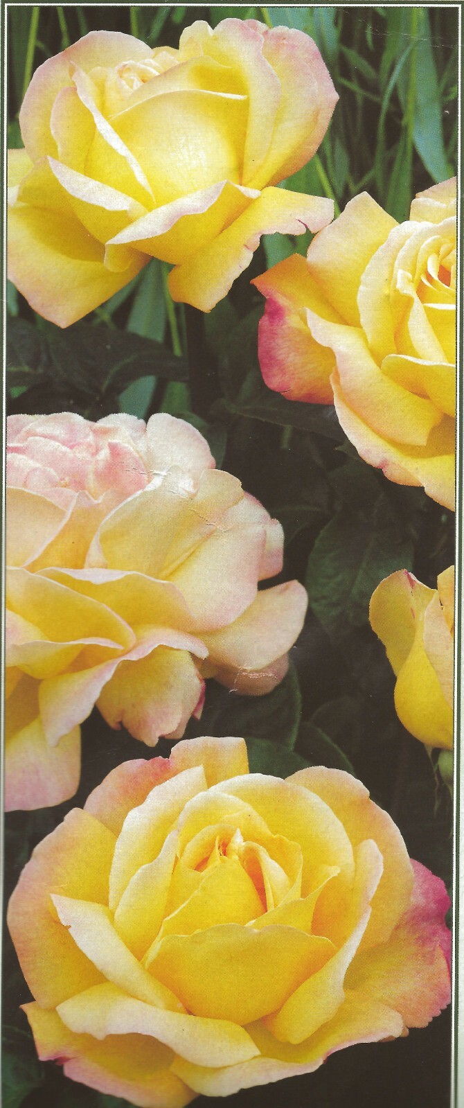 ROSE Peace - Fragrant HT Bush - Perennial Bare Root Garden PLANT | eBay