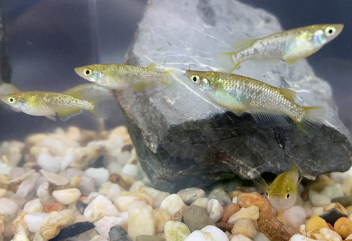 11 Medaka, Amber Glitter Japanese Rice Fish, Easy Hardy Aquarium/Pond ...
