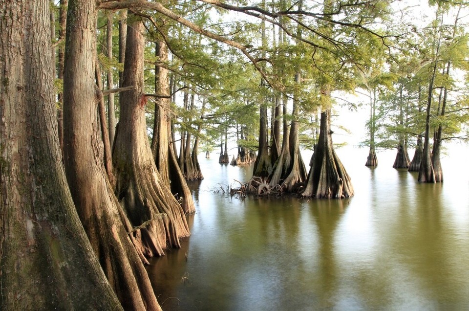 Bald Cypress Tree Seedlings for Planting | No Ship to California ...