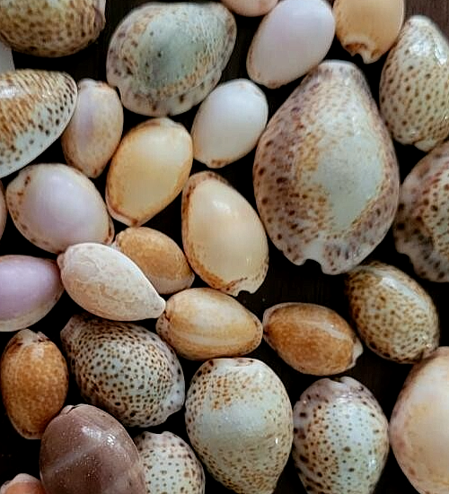 Lot of Caribbean Cowry Shells Quantity 50 CS2 | eBay