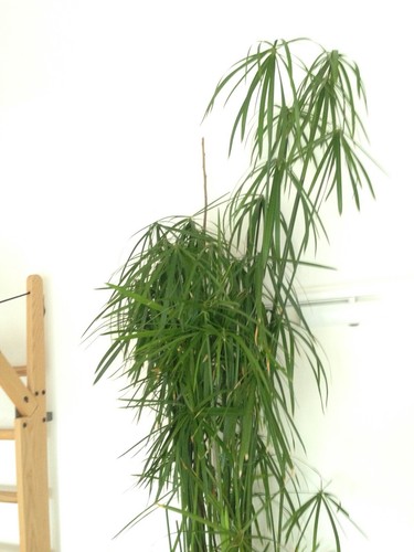 XL RIESEN Wasserpalme Cyperus Textilis Bis 280cm Katzengras Zyperngras ...