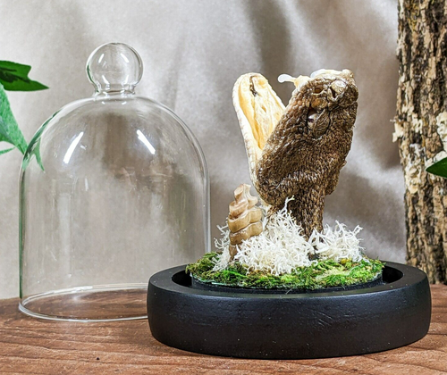Rattlesnake Head & Rattle tail Glass Display Dome oddities curiosity ...