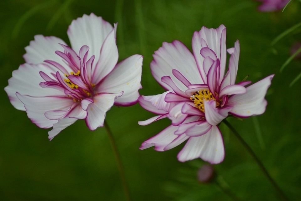 Cosmos plug plants X12 FREE Delivery preorder end of march 6 different ...