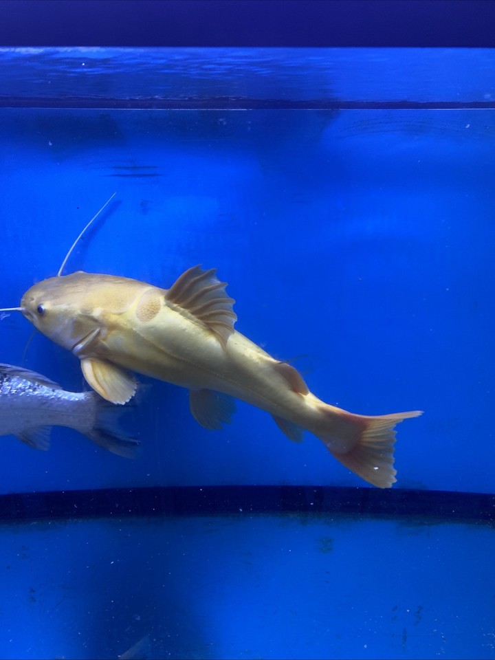 16” golden albino Red Tail Catfish | eBay