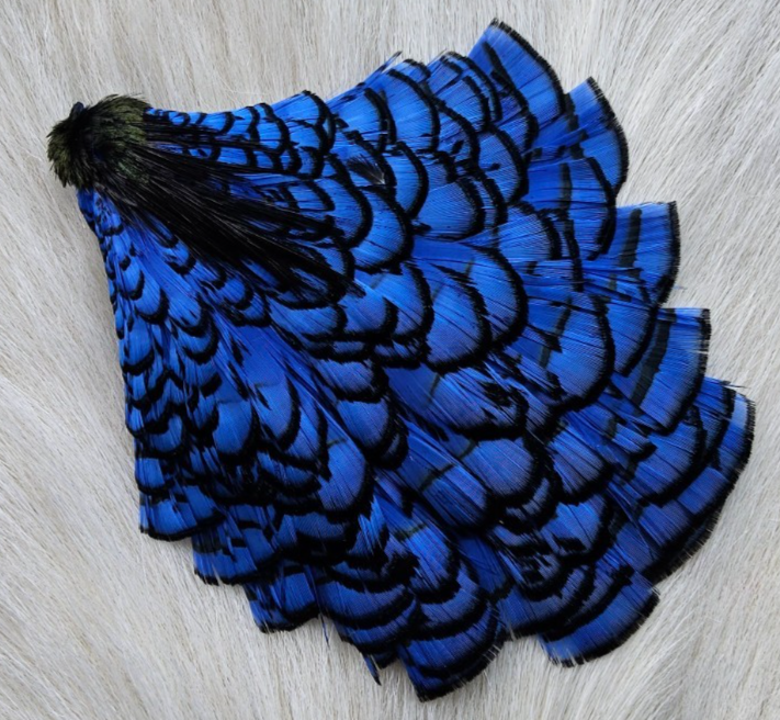 Lady Amherst Cape. Fly Tying Feather. Color; Blue.. Grade "AA" | eBay