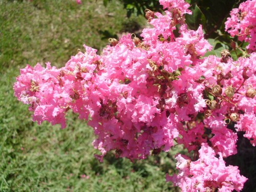 Home & Garden 25 HOPI CREPE MYRTLE SEEDS Lagerstroemia indica Plants ...