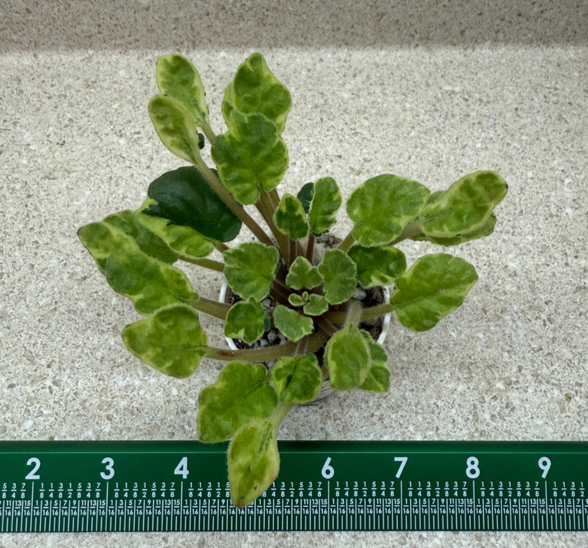African Violet Plant ~ EN-Malahit ~ Leaf Chimera, Semi miniature RARE ...