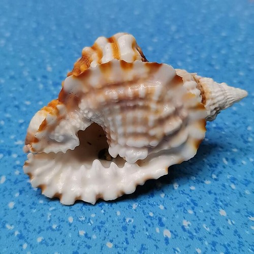 Natural Conch Shells Sea Snail Aquarium Fish Tank Ornament Landscape ...