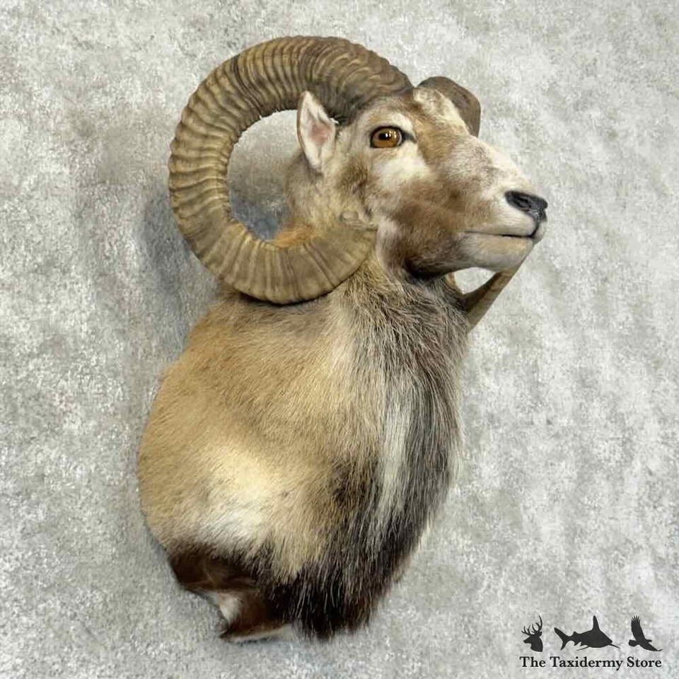 #31174 P | Mouflon Ram Taxidermy Shoulder Mount For Sale | eBay