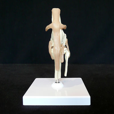 Anatomical Canine/Dog Knee Stifle Joint Model - Medical Skeleton ...