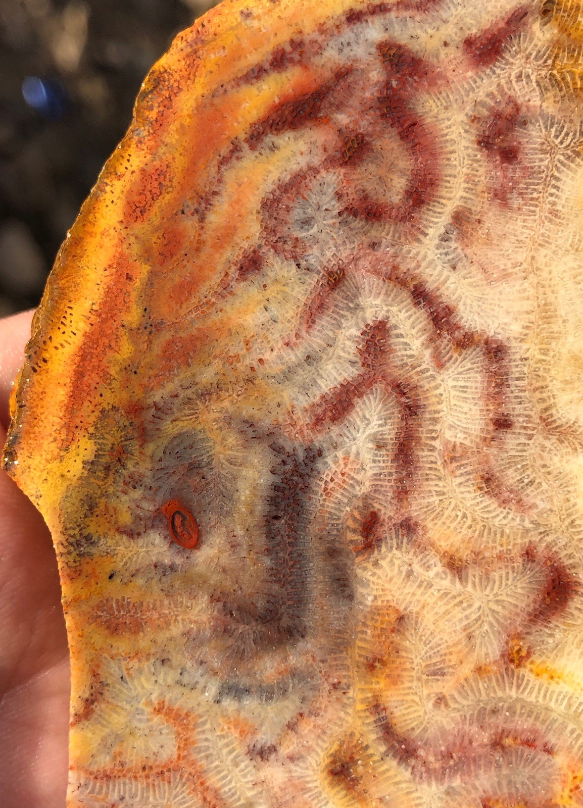 3.5” Petrified Coral Slab 99g Rough Agatized Indonesian Fossil COLORFUL ...