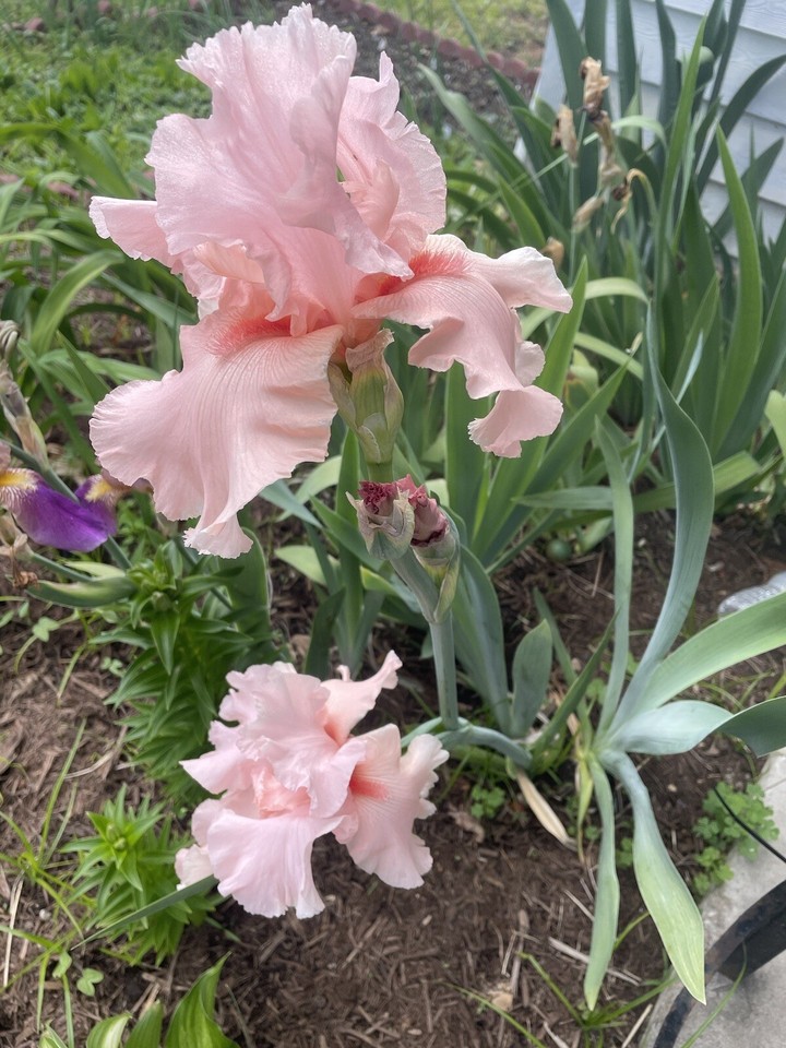 Iris 7 MIXED COLORS, NOID No Name Historical Irises Rhizomes Plant ...