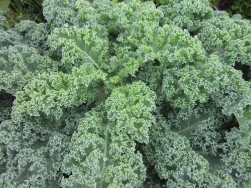 Kale Vates Blue Curled Great Heirloom Vegetable By Seed Kingdom 2,000 ...
