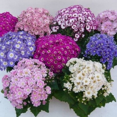 Cineraria Seeds 25 Ceineraria Hybrida Plant Mix Seeds Pericallis Seeds ...