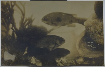 Early 1900's NOKO - RPPC, Real Photo Postcard, Gold Trout Among ...