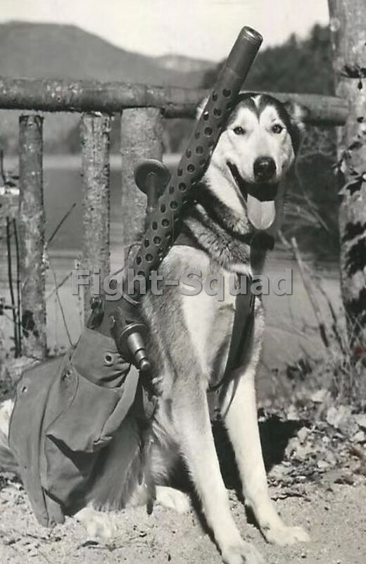 WW2 Picture Photo US Husky helping the soldiers to carry machine gun ...