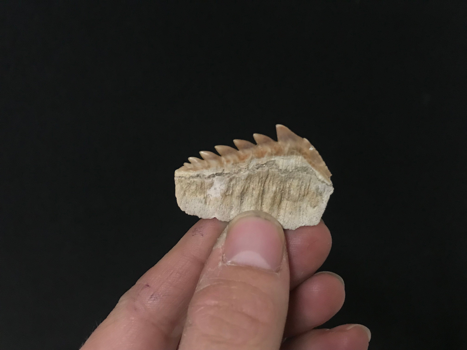 Dent De Shark Cow Hexanchus Griseus Fossil Cow Shark Tooth Rare | eBay ...