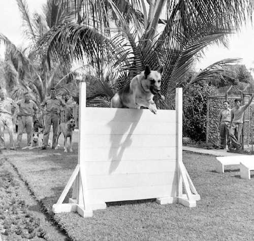 WW2 Photo WWII US Military War Dog Obstacle Training 1942 World War Two ...