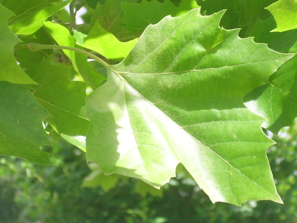 Platanus Acerifolia Columbia