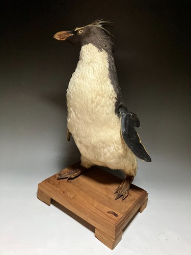 stuffed animal,Real Bird of Rockhopper Penguin (Eudyptes chrysocome ...