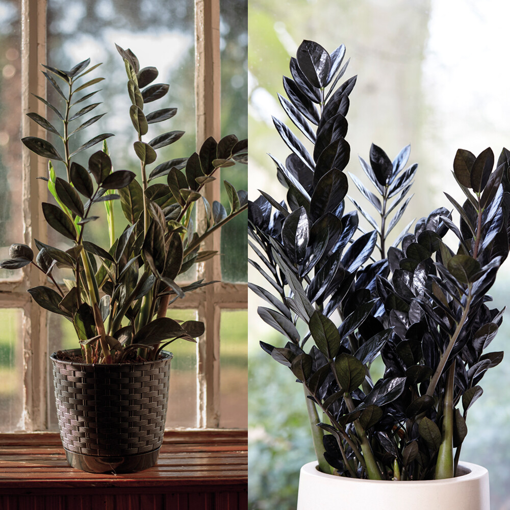T&M Zamioculcas Evergreen House Plant Indoor Fern 'Raven' 1 x 14cm or ...