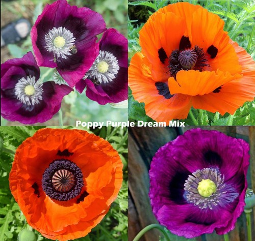 Poppy PURPLE DREAM MIX Lauren's Grape Prince of Orange Poppies Non-GMO ...