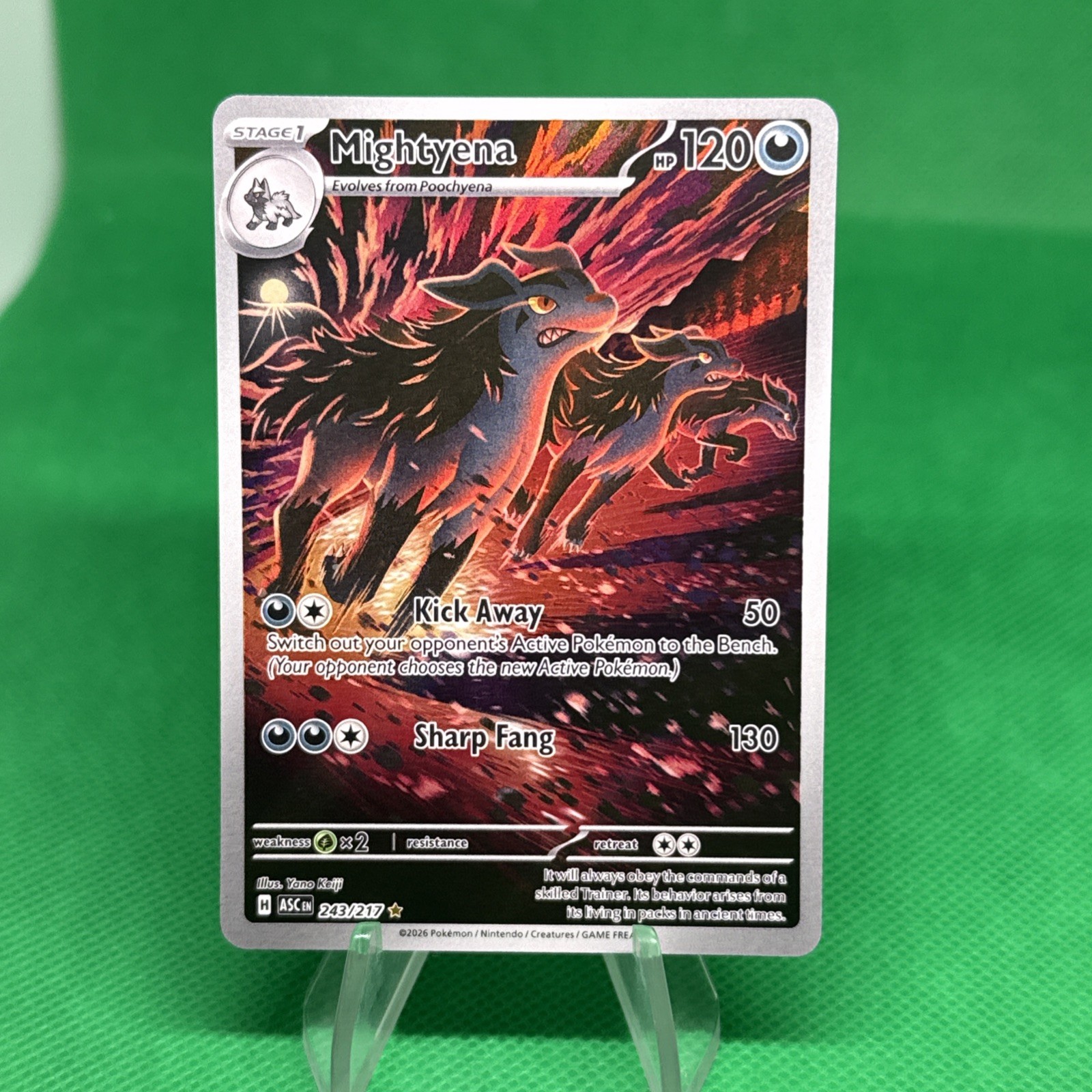 Pokemon Mightyena 243/217 NEW Illustration Rare English Ascended Heroes ...