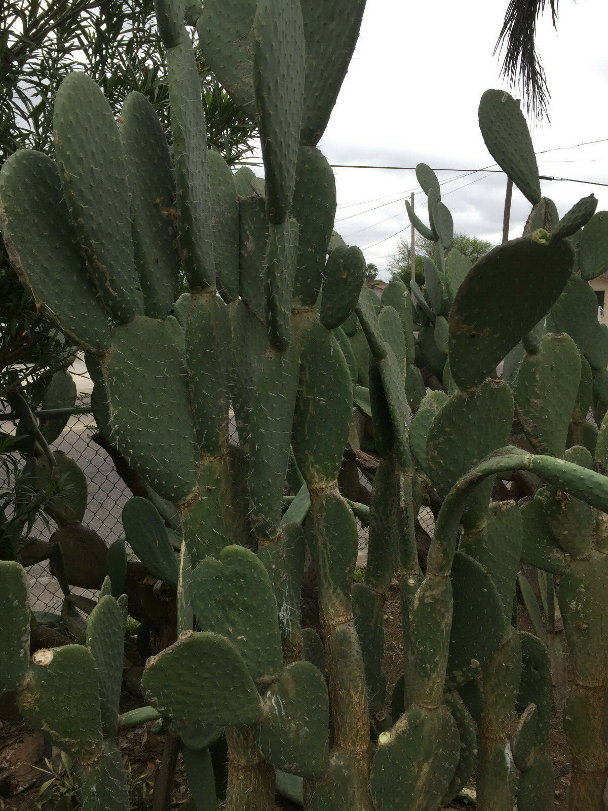 XOCONOSTLE JOCONOSTLE OPUNTIA MATUDAE PUEBLA VARIETY 50 FRESH SEEDS | eBay