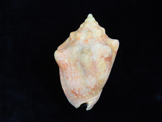 Sea shell Voluta musica f. carneolata 72.6mm ID#8847 | eBay
