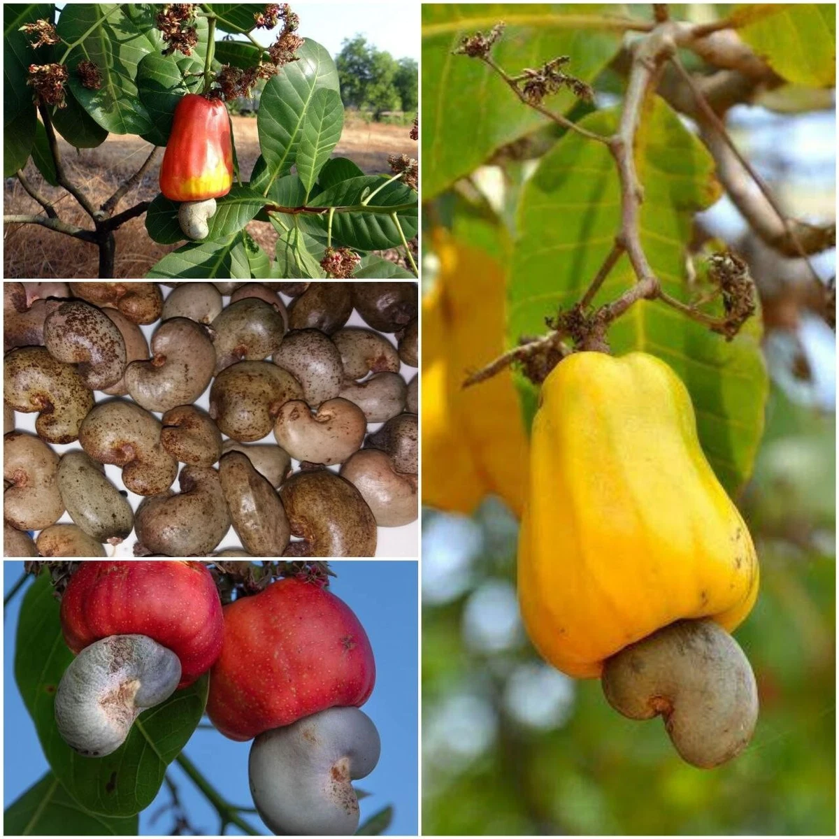 Cashew Nut Fruit Tree