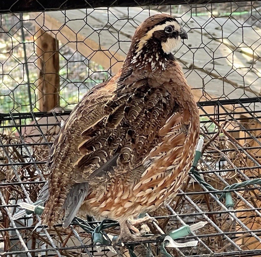 Butler Bobwhite Quail Hatching Eggs Giants | eBay