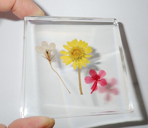 Garland Chrysanthemum & Viola Herb & Garden Lobelia Flower in 75x75x10 ...