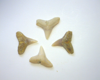 Group of Carcharhinid Shark Teeth, Bakersfield California | eBay