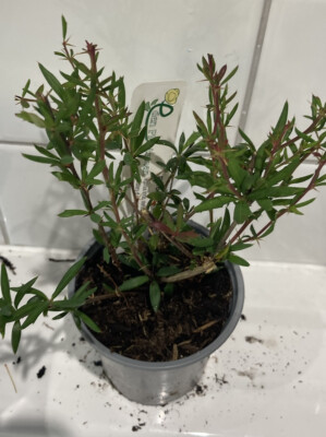 Berberis × stenophylla 'Claret Cascade' Garden Shrub Plant in 9cm Pot ...