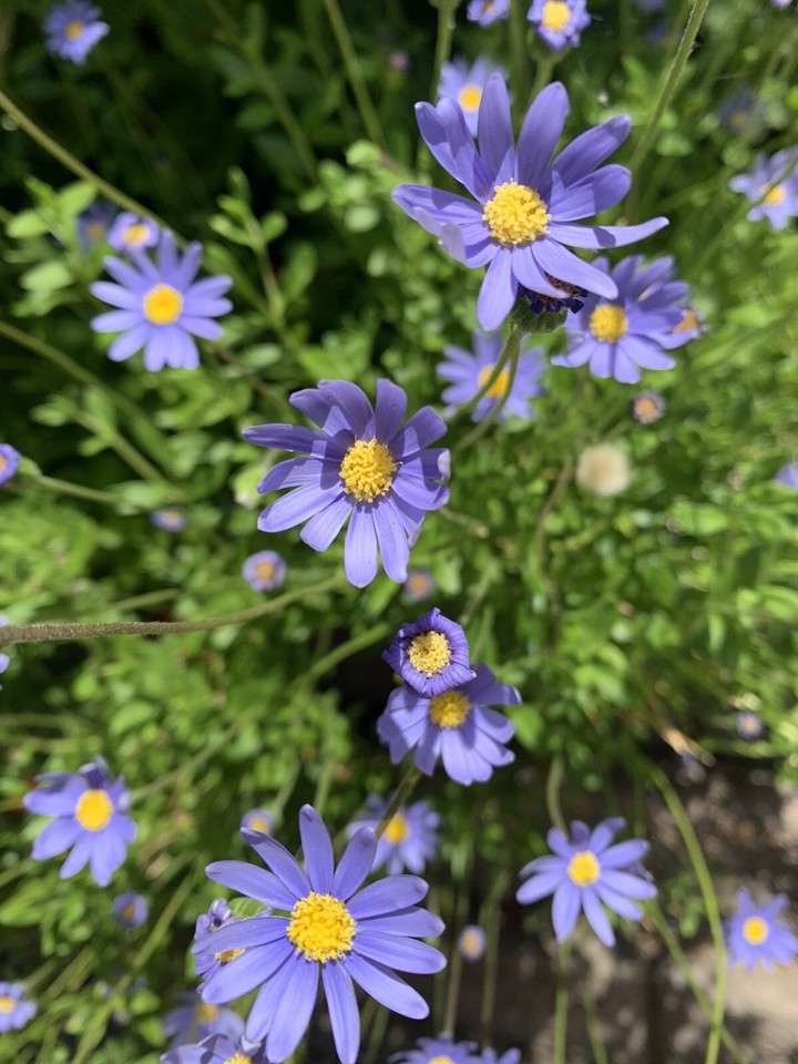 Blue daisy Plant in 3 inch pot (3 plantlets 12 inches each), Perennial ...