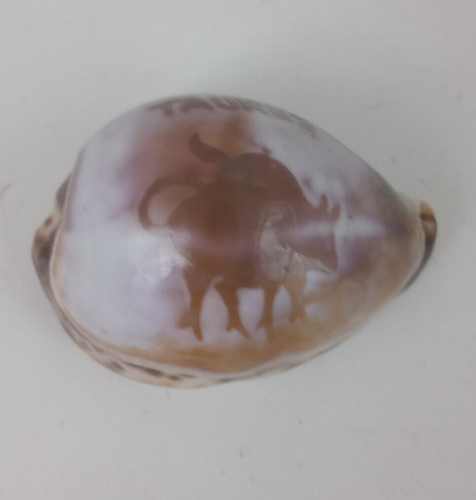 Hand Carved Tiger Cowrie Sea Shell With Taurus bull 3" | eBay