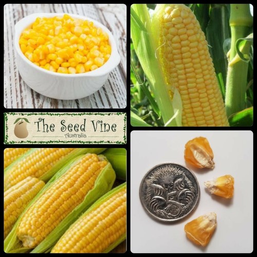 30 SWEET CORN 'TRUE GOLD' SEEDS ORGANIC (Zea mays) Heirloom variety NON ...