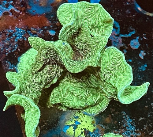 Mint Pavona (potato Chip Coral) 1-2” Live Coral | eBay