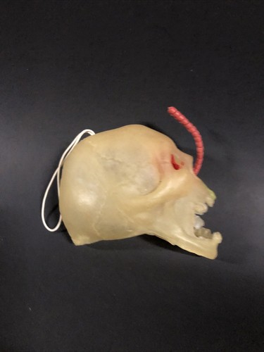 Vtg Halloween Rubber JIGGLER GLOW IN THE DARK WORMY Hanging SKULL ...