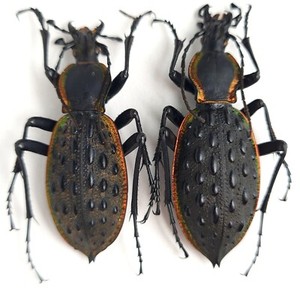 Mesolethrus | eBay Stores