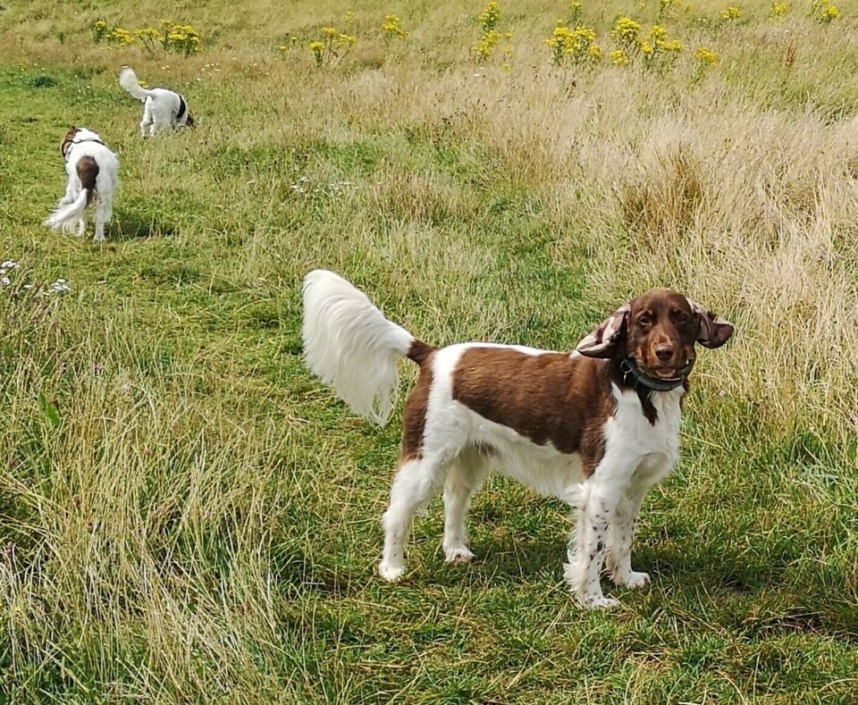 Dogs Ear Protectors/Protection Mutts Ear Mitts® Spaniel, Ear Cover/Hood ...