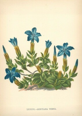 Antique Color Print (1897) – Flower - Gentiana Verna - Spring Gentian ...