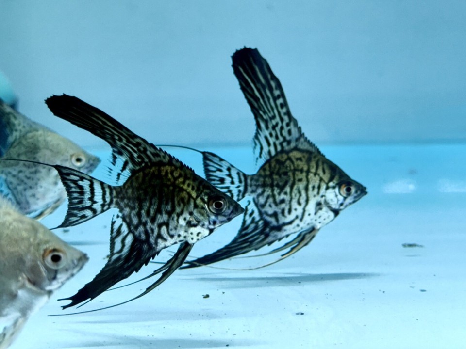 PACK OF 5 - Live Aquarium Longfin Leopard Angelfish - 1.5 To 2 Inch ...
