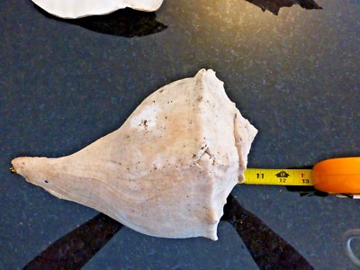 9" whelk Conch shell - grey / cream colored free shipping | eBay