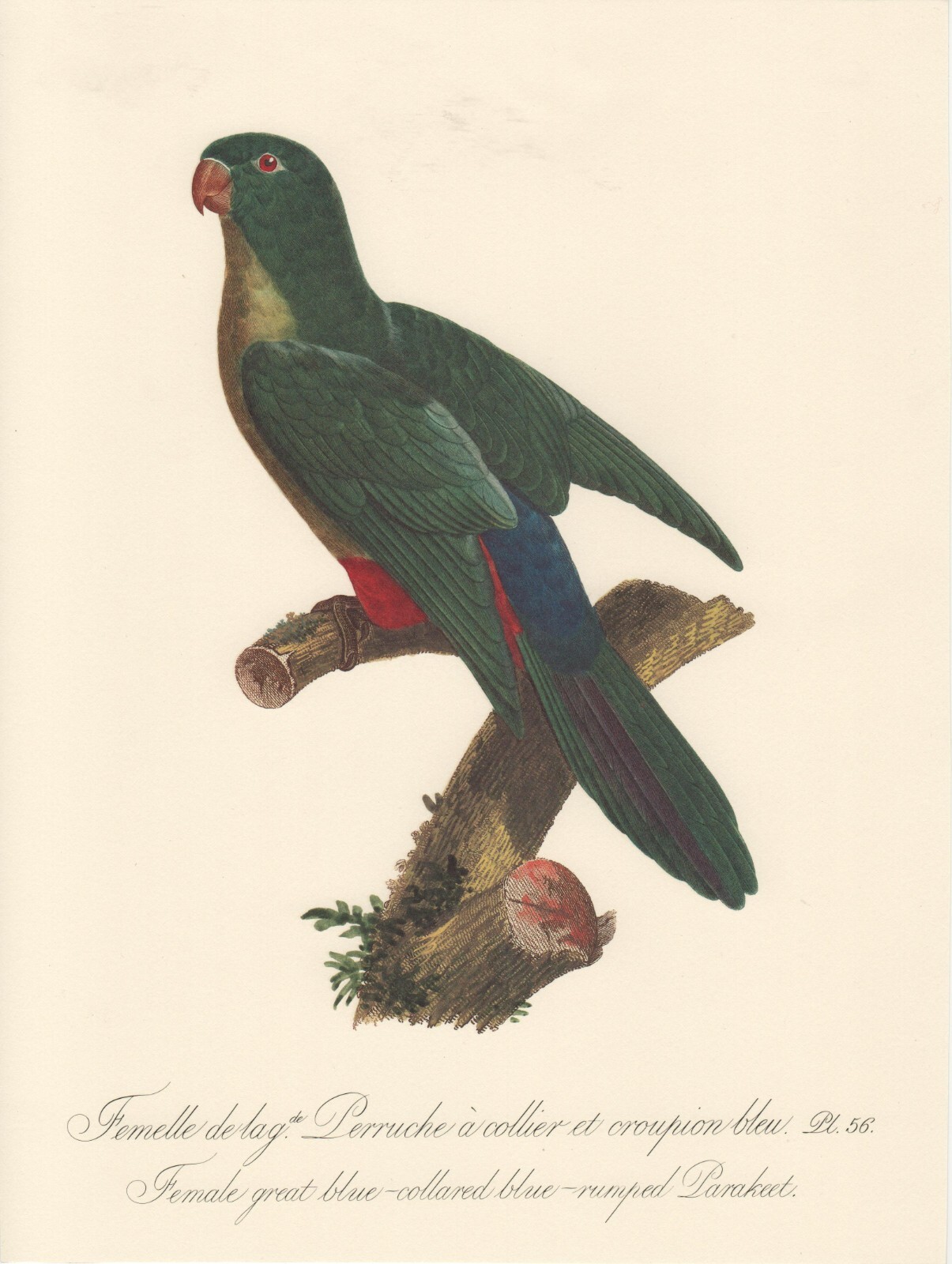BARABAND PARROT PRINT / #535 / BLUE COLLAR RUMP PARAKEET / PLATE 56 / ...