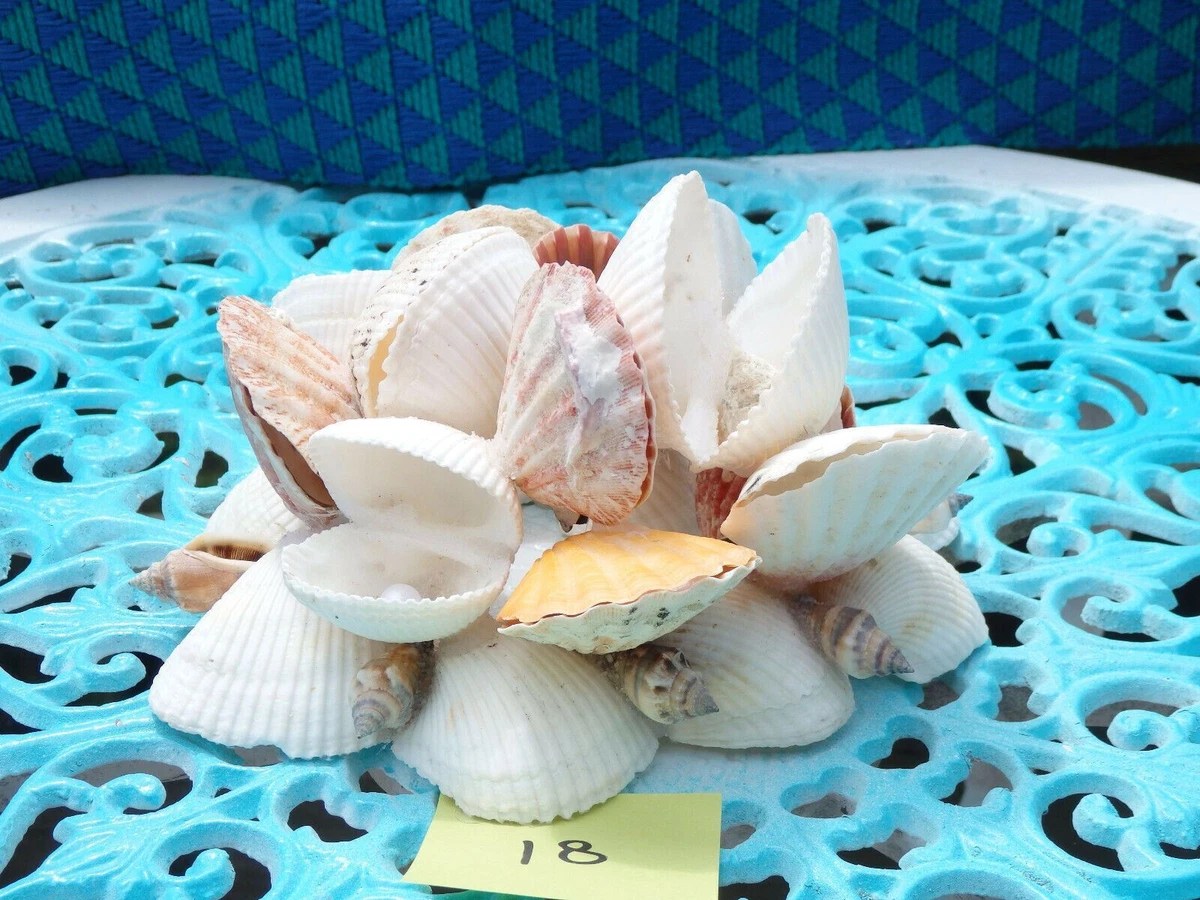 Sea Shell Open