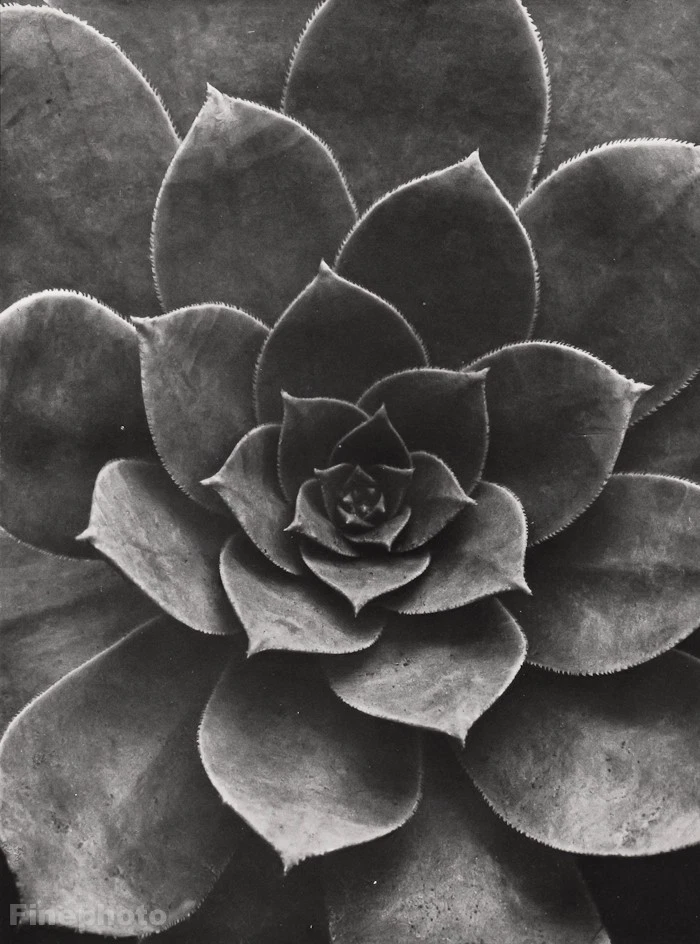 Albert Renger Patzsch Photography